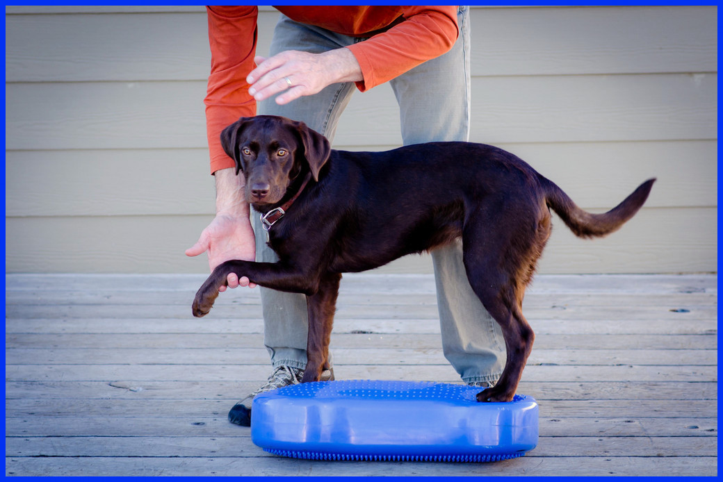 Balance core og hunde træning med din hund. Er de store muskelgrupper