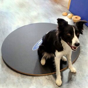 Balance core og hunde træning med din hund. Er de store muskelgrupper